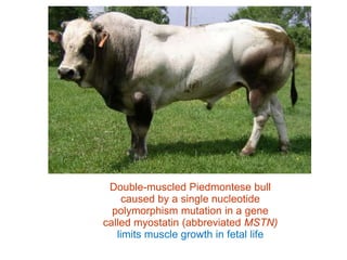 An Overview of Genomic Selection and Fertility | PPTX