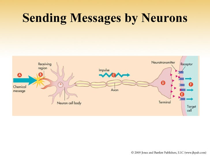 Hanson 10e Pp Ts Ch04