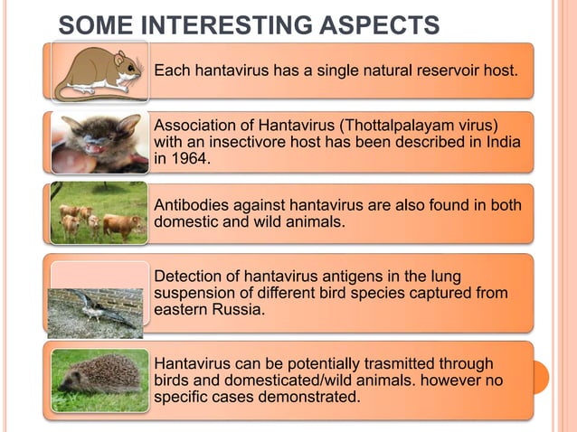 Hantavirus as an emerging disease | PPT