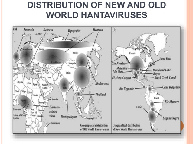 Hantavirus as an emerging disease | PPT