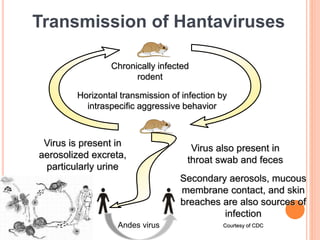 Hantavirus as an emerging disease | PPTX