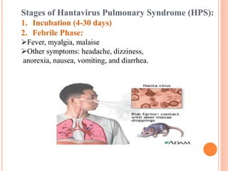 Hantavirus as an emerging disease | PPTX