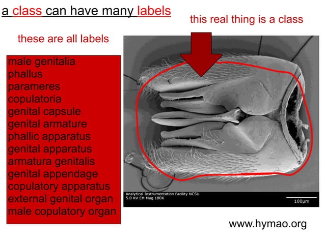 Extraction and reflection: early evolution of the Hymenoptera Anatomy ...