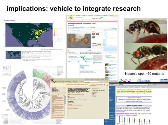 Extraction and reflection: early evolution of the Hymenoptera Anatomy ...