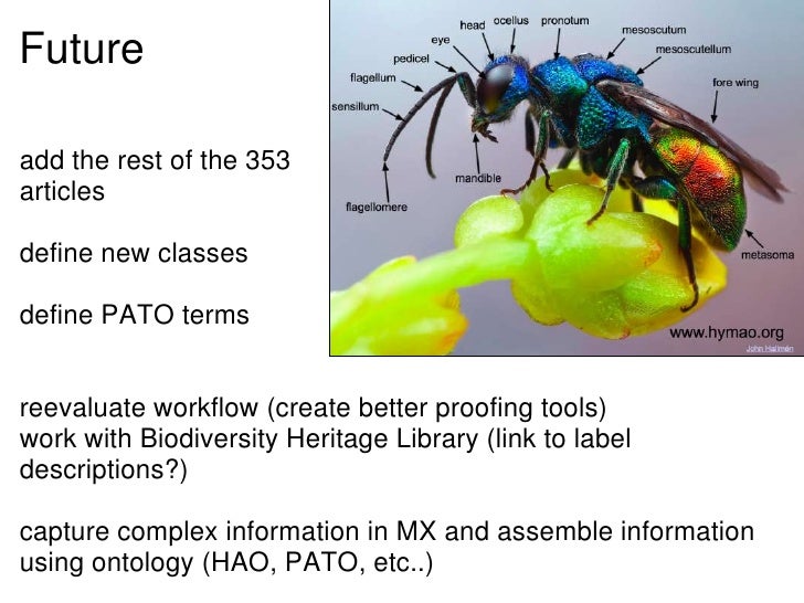 Extraction and reflection: early evolution of the Hymenoptera Anatomy…