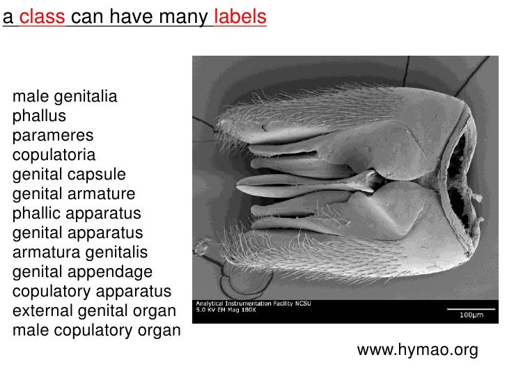 Extraction and reflection: early evolution of the Hymenoptera Anatomy…