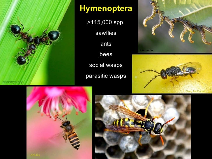 Getting Started with the Hymenoptera Anatomical Ontology