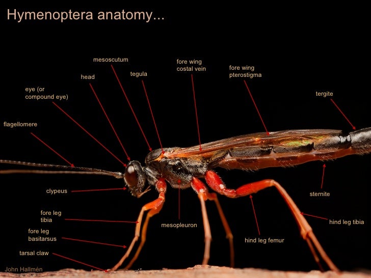 Getting Started with the Hymenoptera Anatomical Ontology