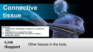 HAP-CONNECTIVE TISSUE-MEENALOSHINI.pptx