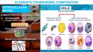 HAP-CONNECTIVE TISSUE-MEENALOSHINI.pptx