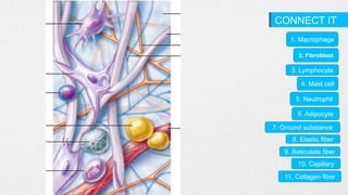 HAP-CONNECTIVE TISSUE-MEENALOSHINI.pptx