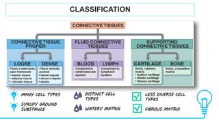 HAP-CONNECTIVE TISSUE-MEENALOSHINI.pptx