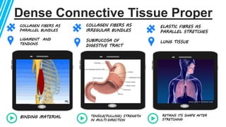 HAP-CONNECTIVE TISSUE-MEENALOSHINI.pptx