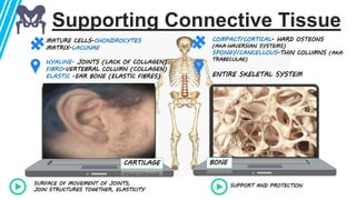 HAP-CONNECTIVE TISSUE-MEENALOSHINI.pptx