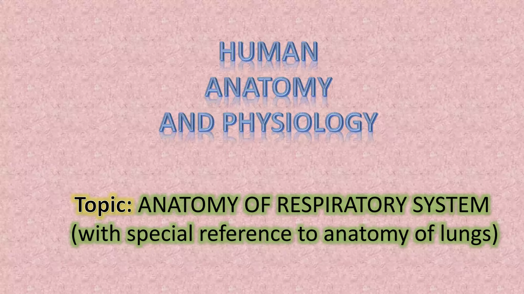 Anatomy of Respiratory System | PPTX