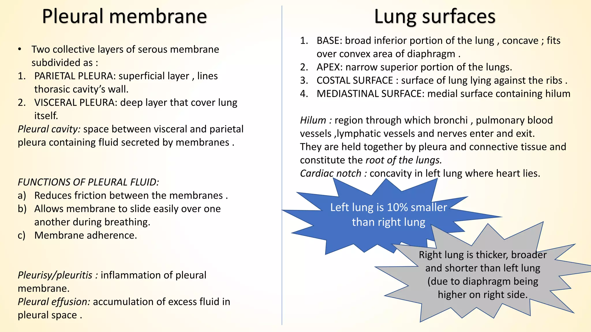 Anatomy of Respiratory System | PPTX
