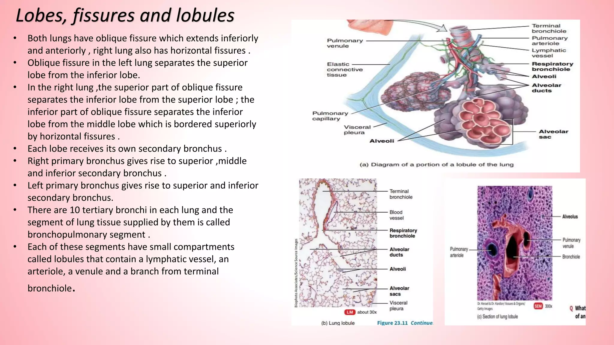Anatomy of Respiratory System | PPTX