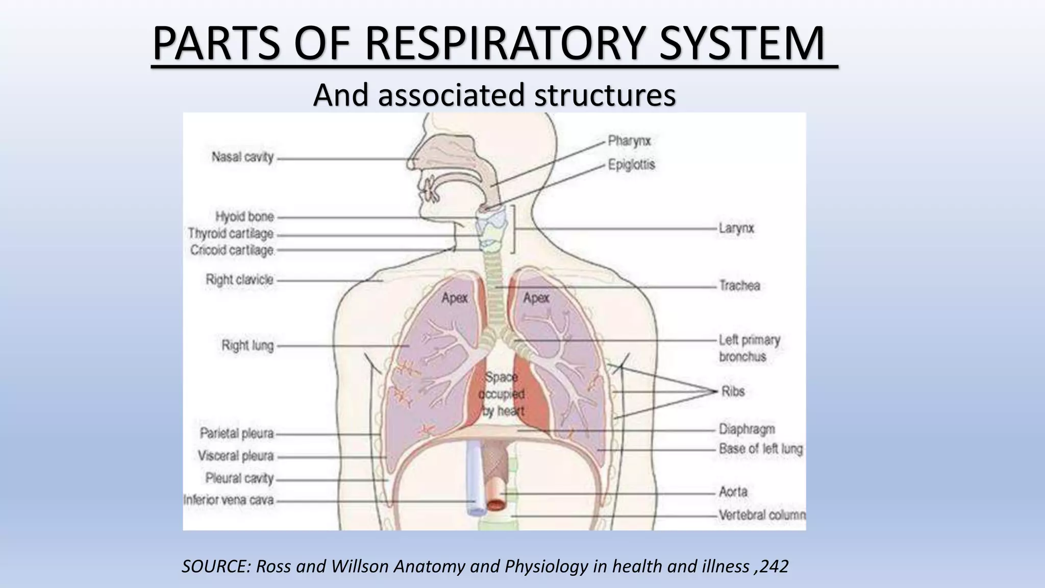 Anatomy of Respiratory System | PPTX