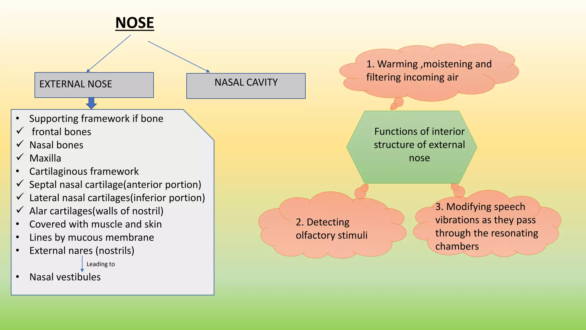 Anatomy of Respiratory System | PPTX