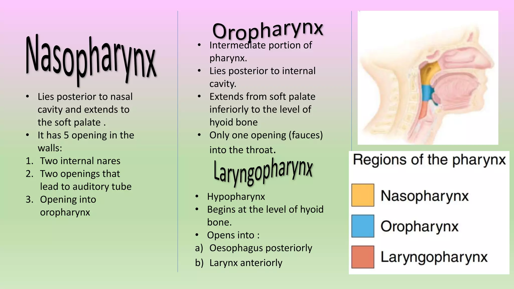 Anatomy of Respiratory System | PPTX