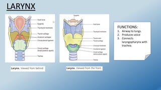 Anatomy of Respiratory System | PPTX