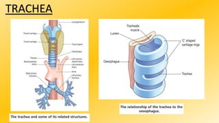 Anatomy of Respiratory System | PPTX