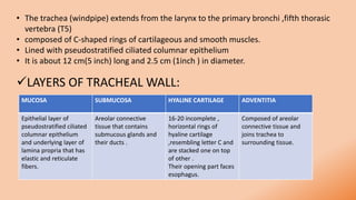 Anatomy of Respiratory System | PPTX