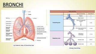 Anatomy of Respiratory System | PPTX