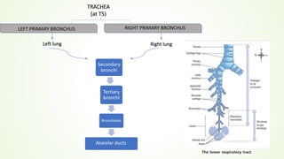 Anatomy of Respiratory System | PPTX