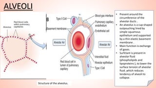 Anatomy of Respiratory System | PPTX