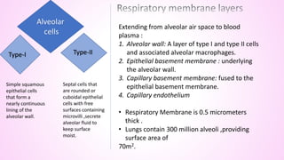 Anatomy of Respiratory System | PPTX