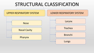 Anatomy of Respiratory System | PPTX