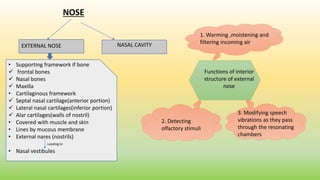 Anatomy of Respiratory System | PPTX