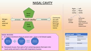 Anatomy of Respiratory System | PPTX