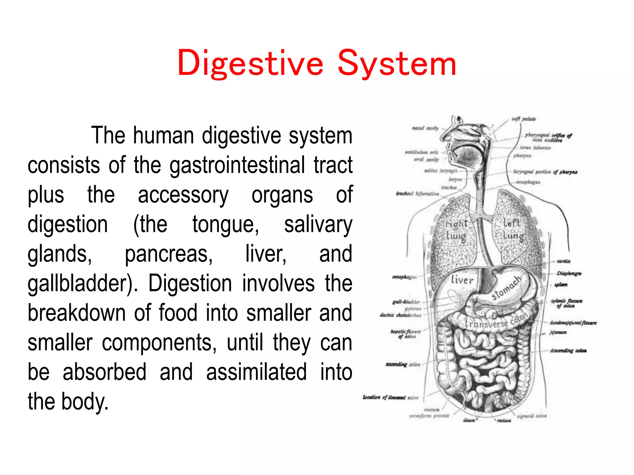 Human Anatomy and Physiology : Organ systems II | PPT