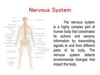 Human Anatomy and Physiology : Organ systems II | PPT