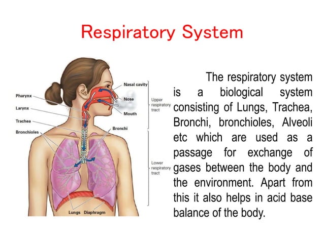 Human Anatomy and Physiology : Organ systems II | PPT