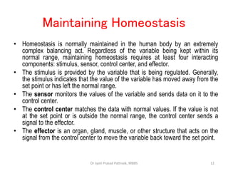 Human Anatomy and Physiology : Basic Life process, Homeostasis | PPT
