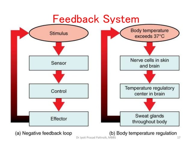 Human Anatomy and Physiology : Basic Life process, Homeostasis | PPT
