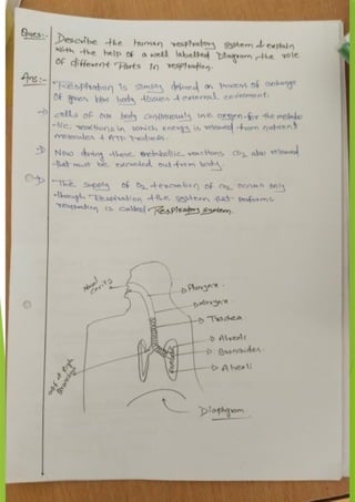 HAP-II important questions.pptx B.PHARMACY 2ND SEMESTER | PPTX