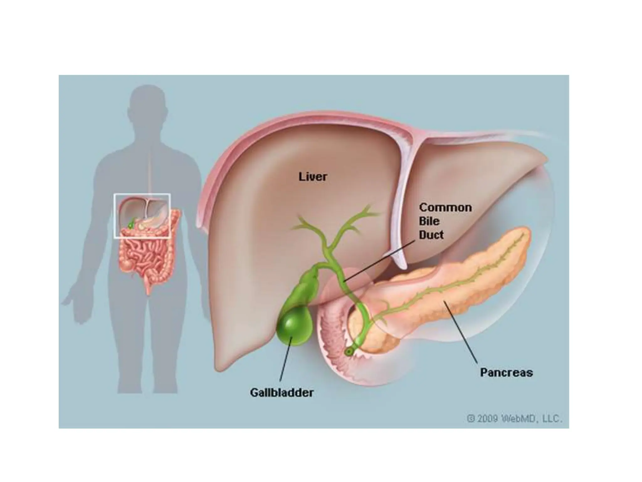 HAP-II Unit 2 HAP AS PER PCI SYBPHARMACY | PPTX