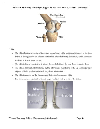 Human Anatomy and Physiology - I Practical Manual.pdf