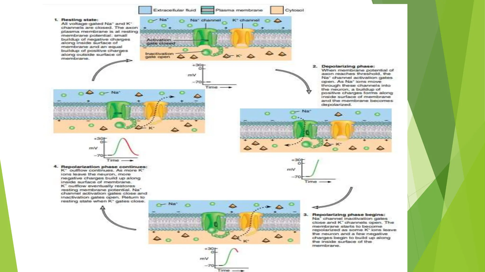 HAP 1 anatomy physiology and pathophysio | PPTX