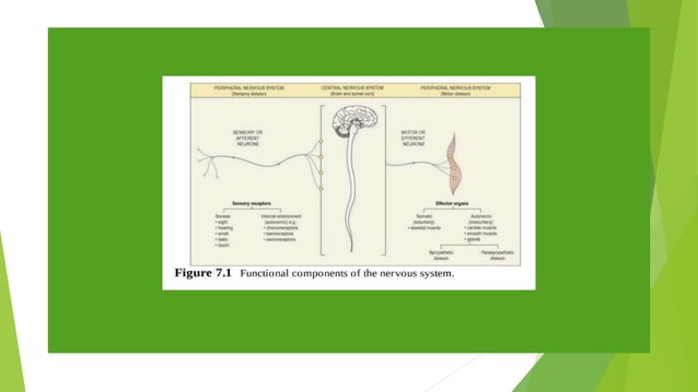 HAP 1 anatomy physiology and pathophysio | PPT