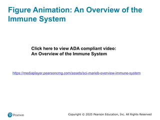 Chapter 21 the immune system anatomy and physiology | PPTX