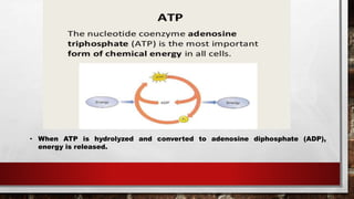 Hap 2 nd presentation1 | PPTX
