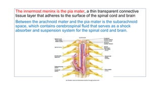 HAP 3 semester 2 bpharmacy as per pci syllabus | PPTX