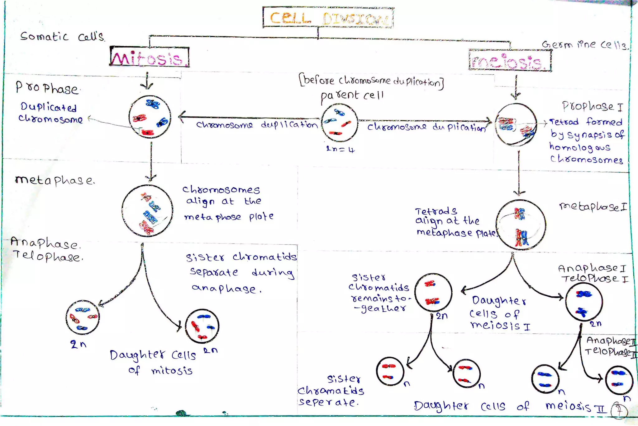 Hap assignment cell division. | PDF