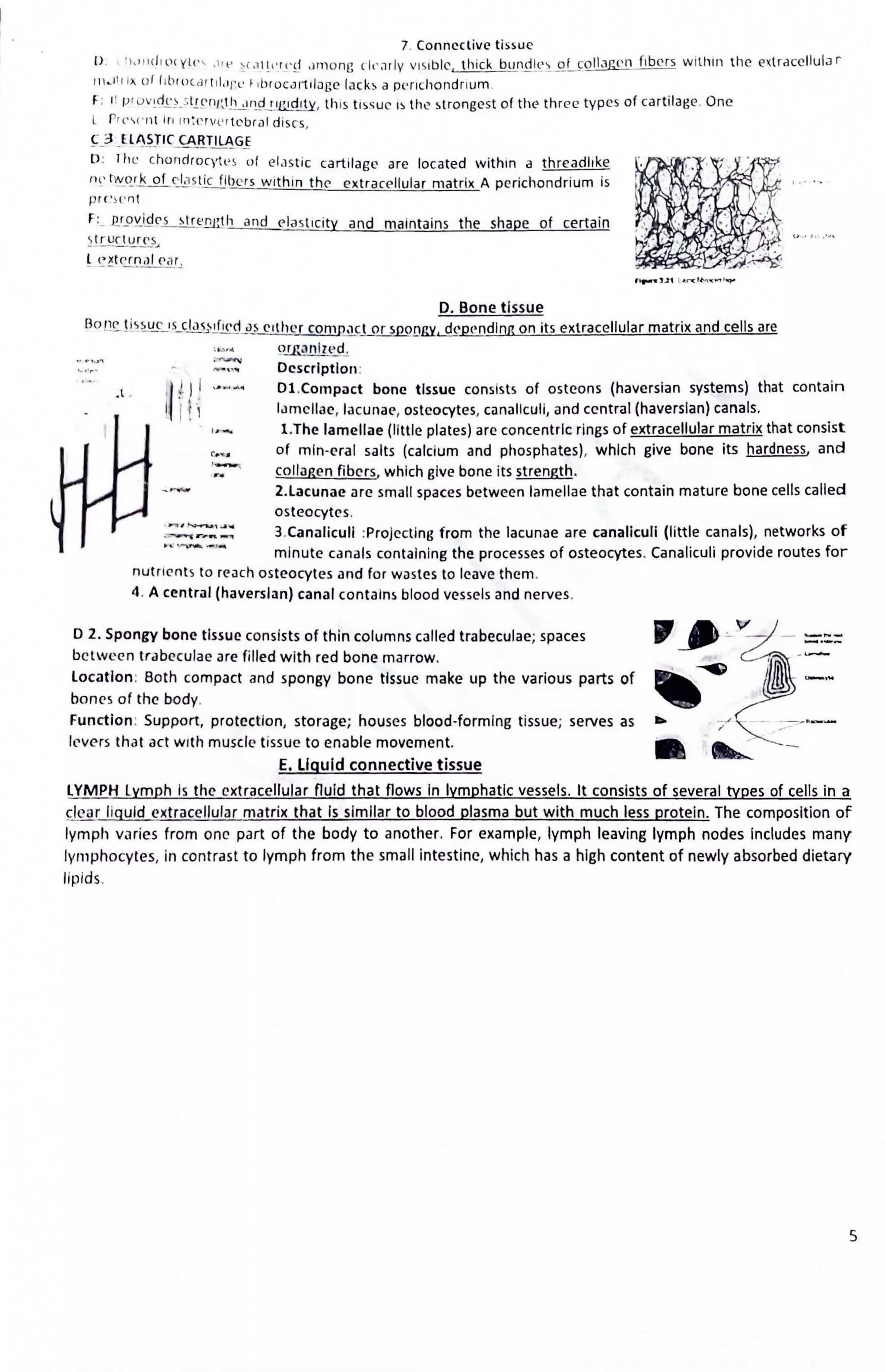Hap connective tissue. | PDF