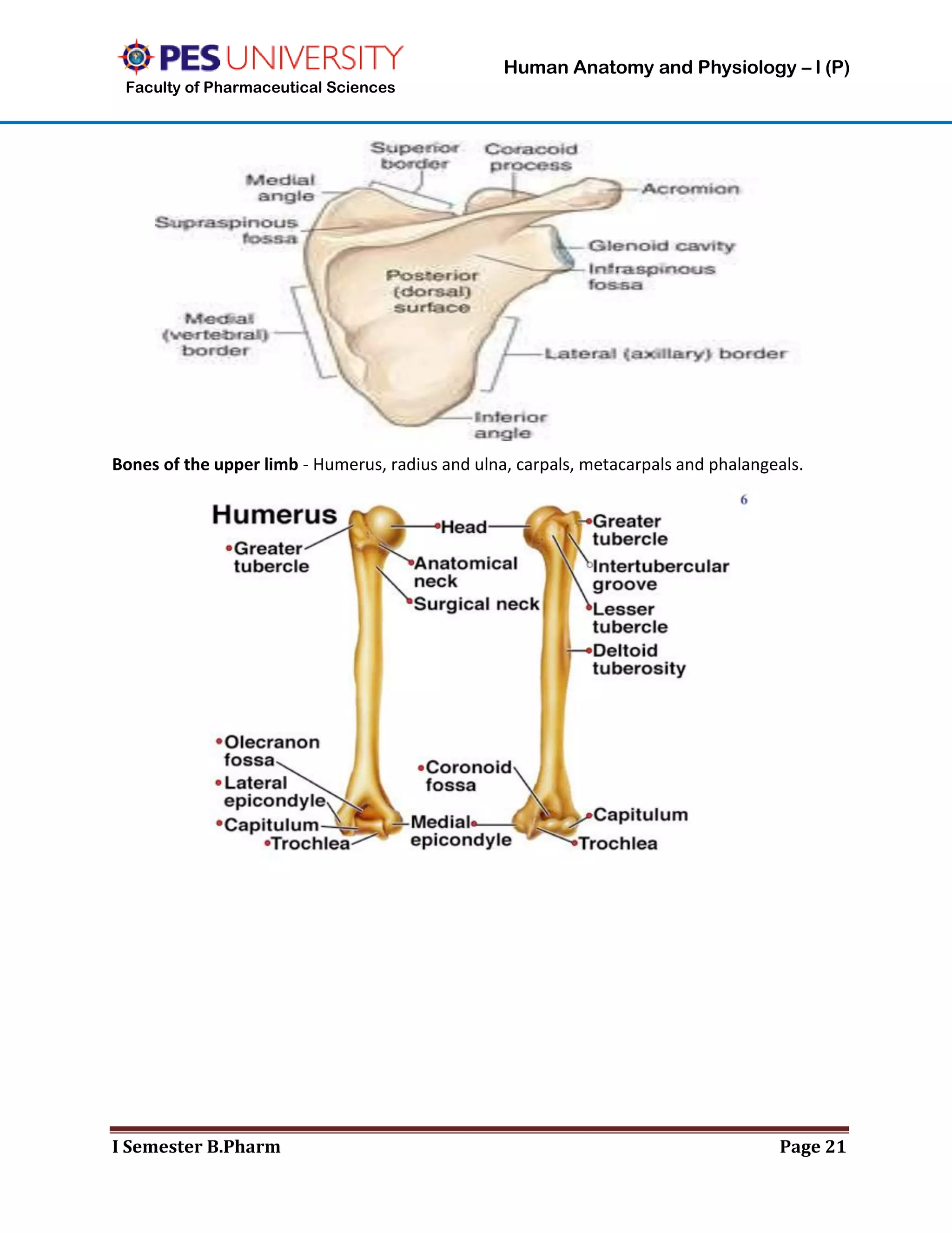 HAP I (P) lab manual | PDF